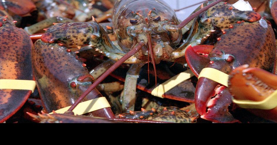 Lobster zone council | News | mdislander.com