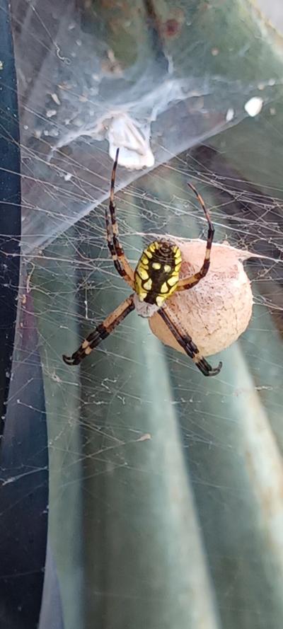 Spiders lead fascinating lives | Nature | mdislander.com