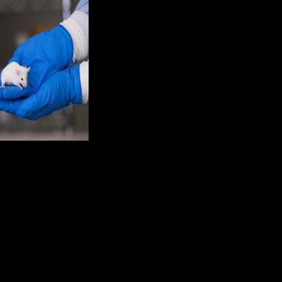 JAX mouse models critical to COVID-19 response | News | mdislander.com
