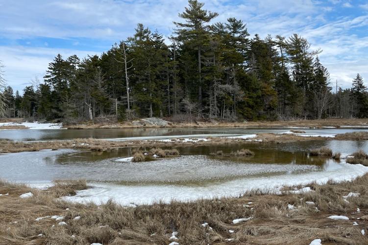 Salt marsh restoration effort looks to past and future | Maritime ...