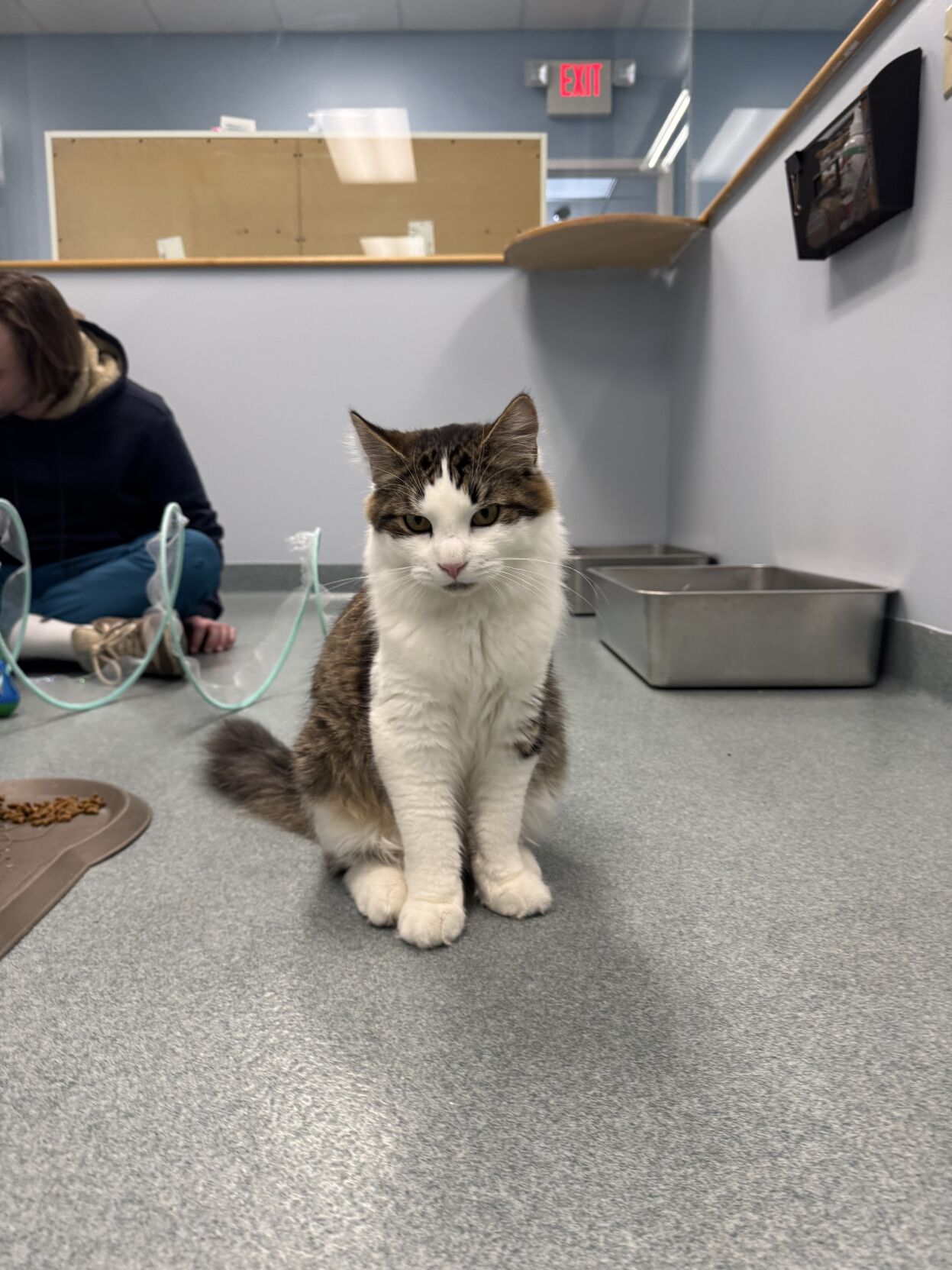 SPCA of Hancock Country hosts second annual Tarot for Tails | News ...