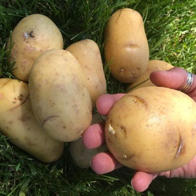 Gleaning network distributes Maine potatoes | News | mdislander.com