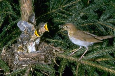 Vireos and veeries visit | Columnists | mdislander.com