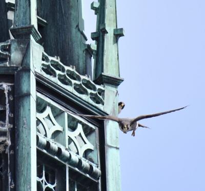 Acadia falcon finds mate in Lewiston | News | mdislander.com