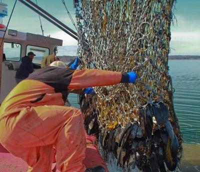 Scallop season winds down | Maritime | mdislander.com