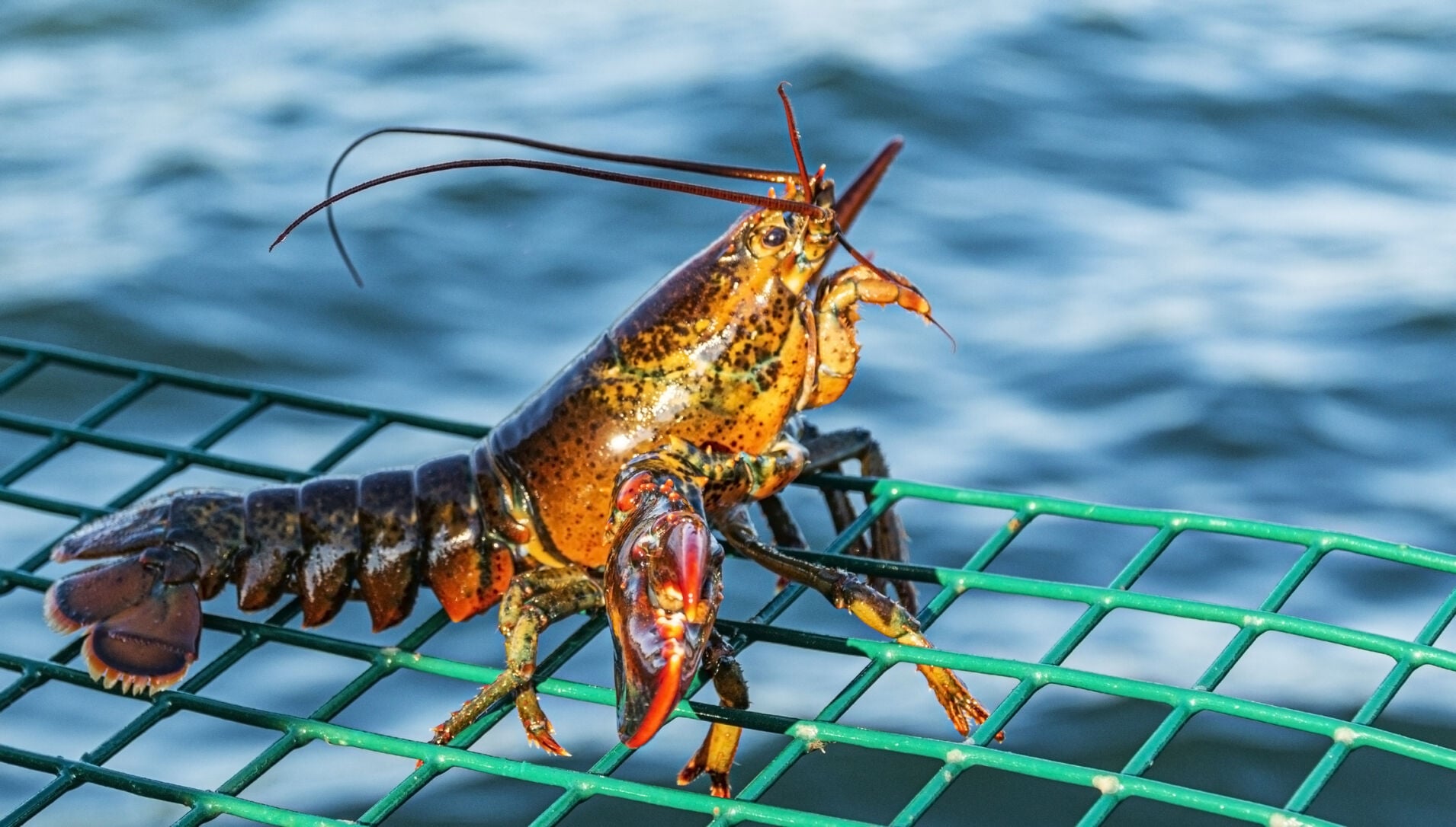 DMR and UMaine study lobster molting | Maritime | mdislander.com