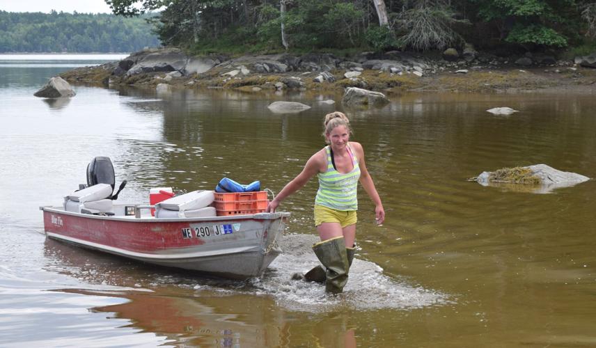 On the flats of Frenchman Bay, clammers dig deep | Maritime ...