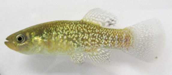 Polluted mine becomes tool for biological research | Environment ...