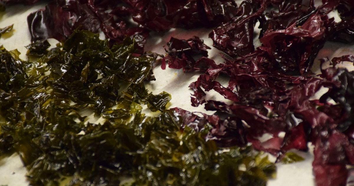 Local seaweed flexes in plant-based foods | Maritime | mdislander.com