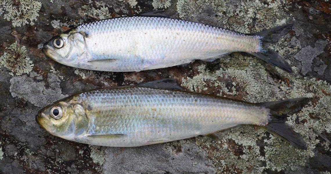 Watch river herring migration in live stream | Maritime | mdislander.com