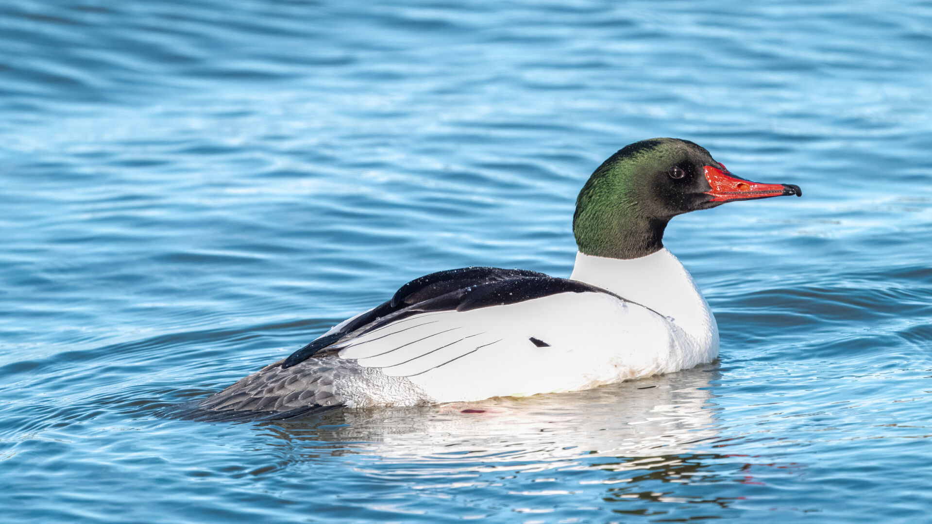 How light and feather structure affects bird coloration | Nature ...