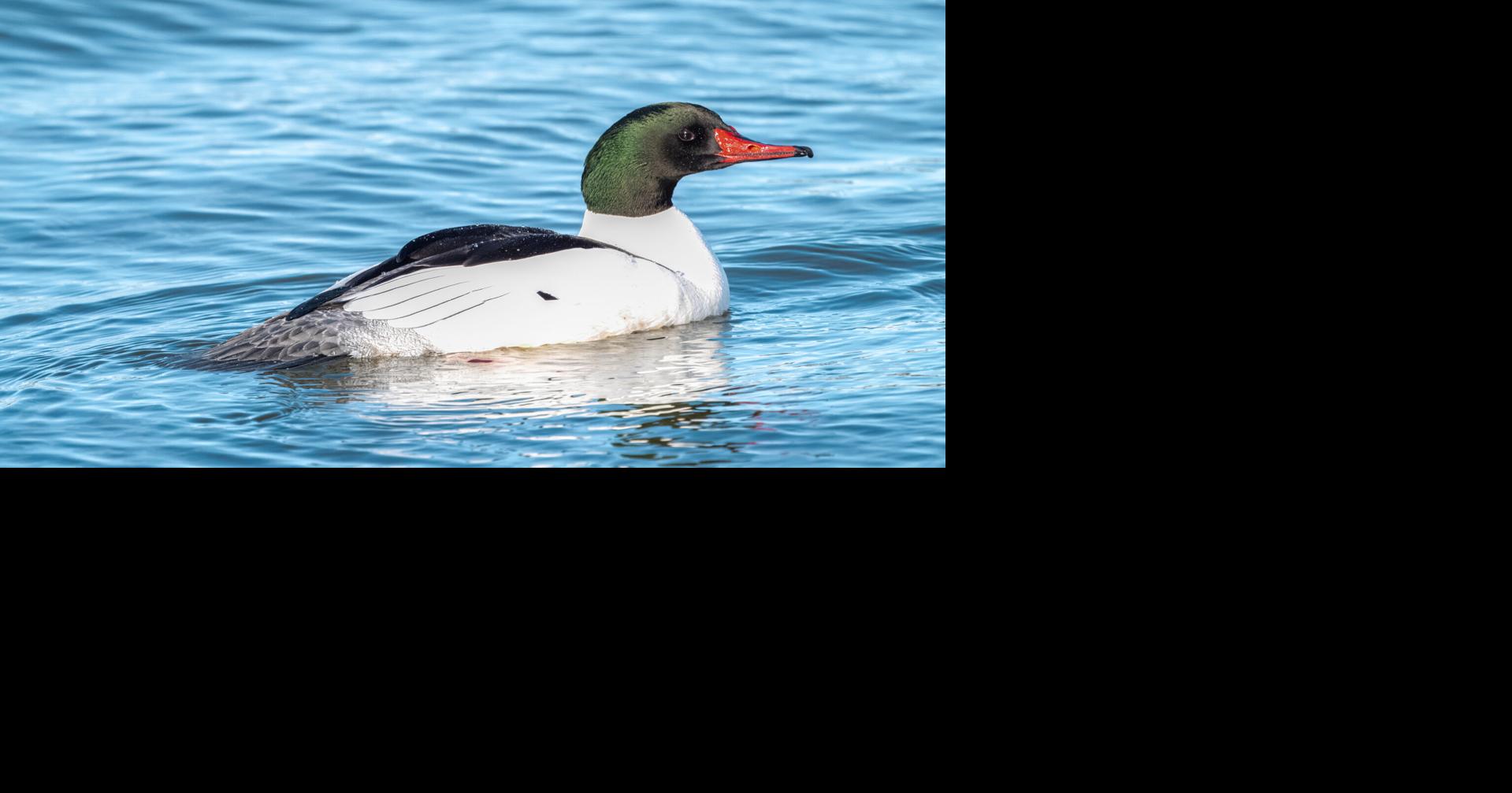 How light and feather structure affects bird coloration | Nature ...