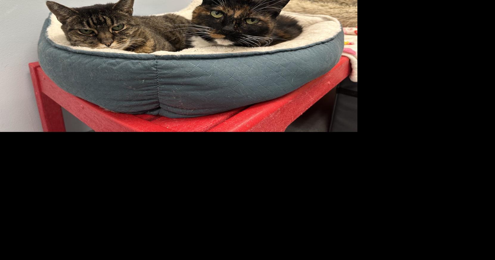 SPCA Pet of the Week: Zoe & Jackie | Community | mdislander.com