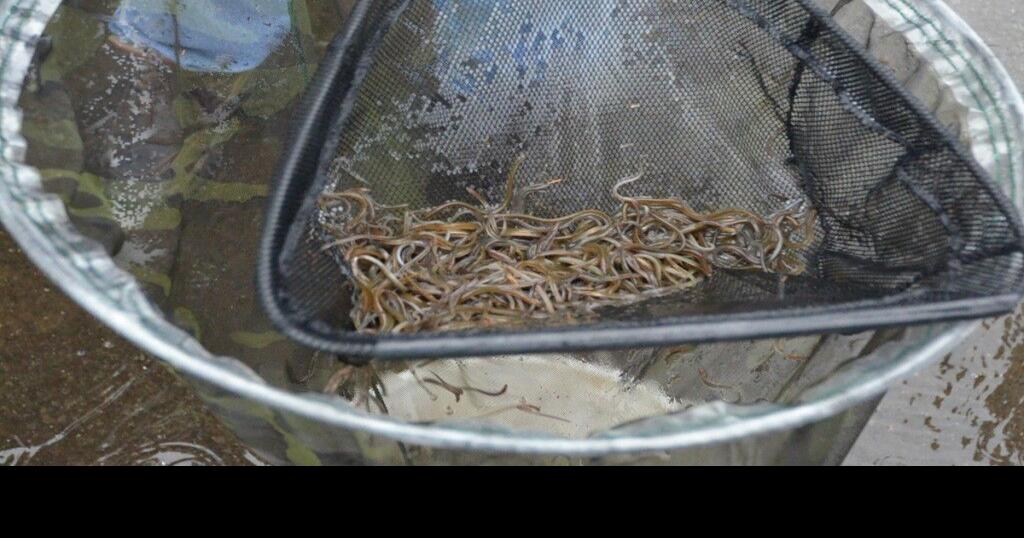 RAS eel facility opens | Maritime | mdislander.com