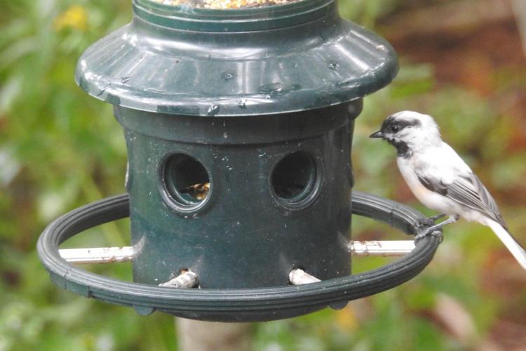 Nature: Preparations for winter are being made | Columnists ...