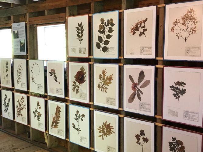 A Washington, D.C., masterpiece is focus of Farrand Society exhibit ...