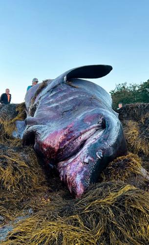 Basking shark washes ashore in Blue Hill | Maritime | mdislander.com