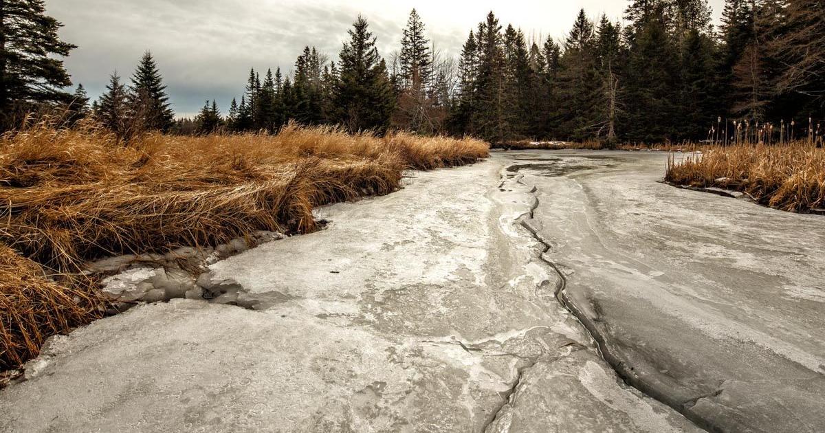 Acadia marsh eyed for sweetgrass harvesting for Maine Indian basket ...
