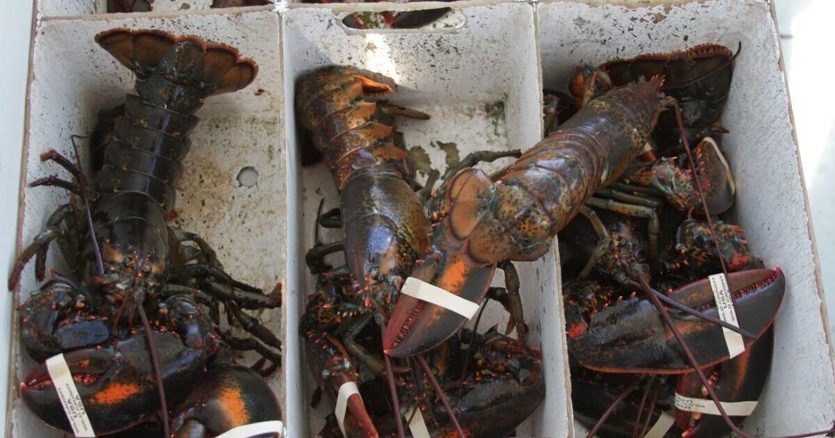 World’s first virtual lobster museum launches May 8 | Community ...