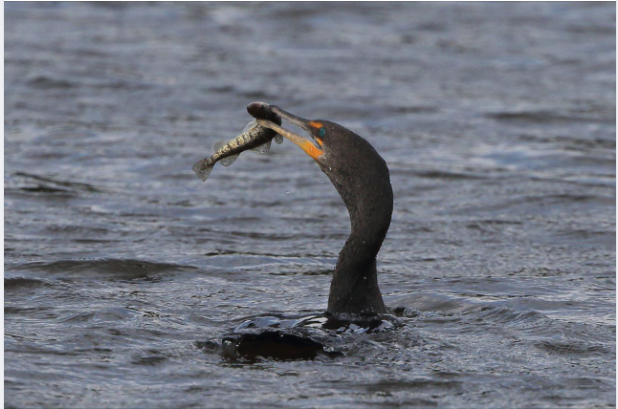 Frost fish survey calls for citizen scientists | Maritime | mdislander.com