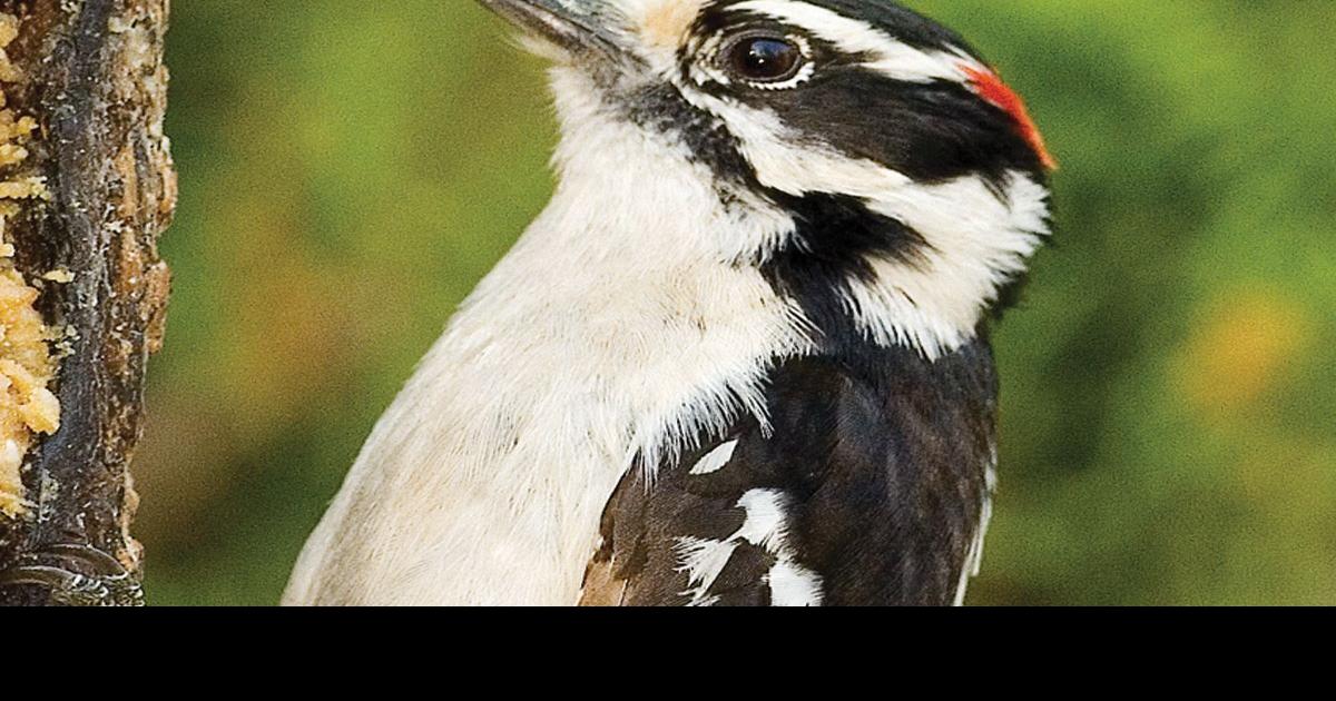Rare red-headed woodpecker returns | Columnists | mdislander.com