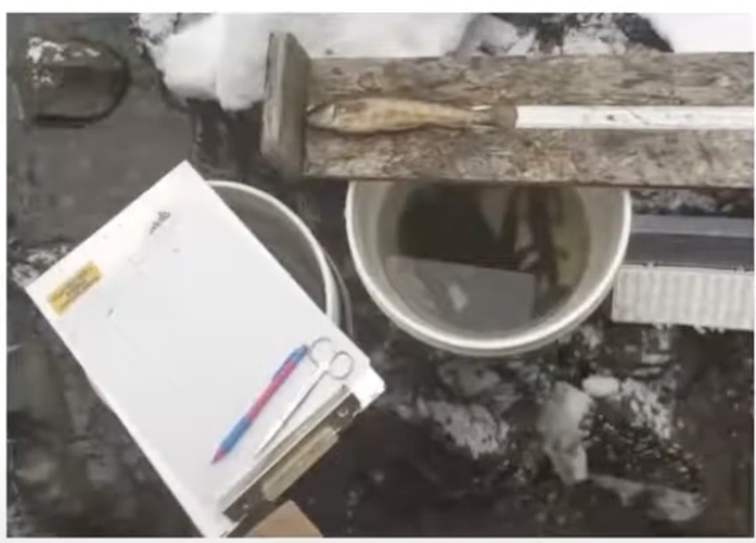 Frost fish survey calls for citizen scientists | Maritime | mdislander.com