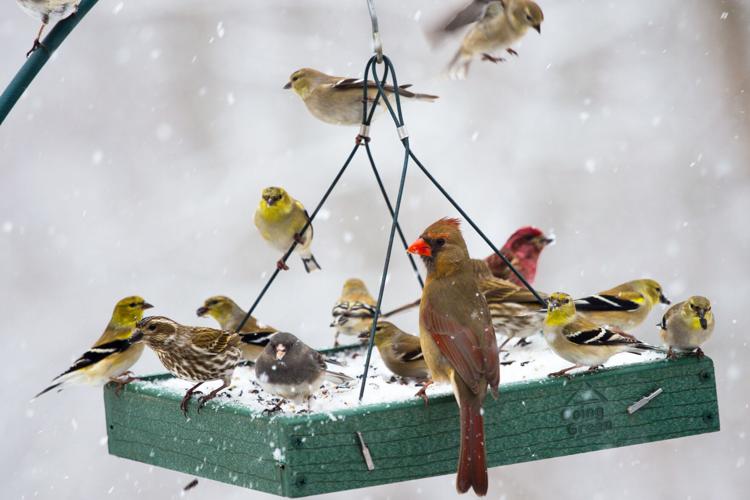 Nature: Bird watching in winter | Nature | mdislander.com