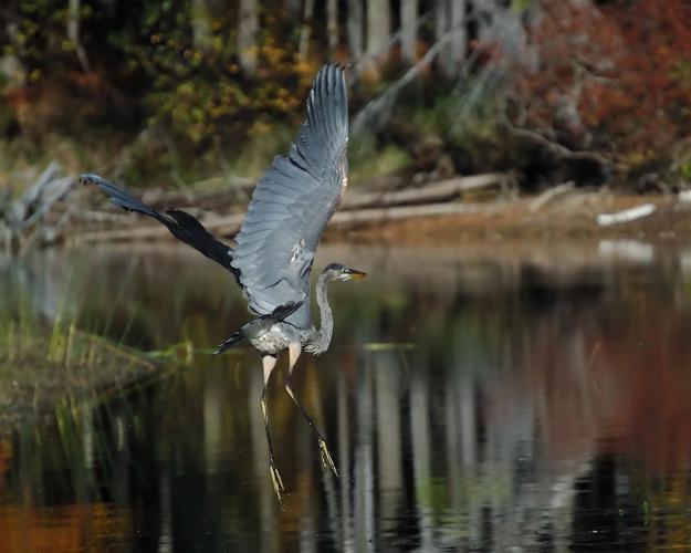 Nature | Lifestyle | mdislander.com