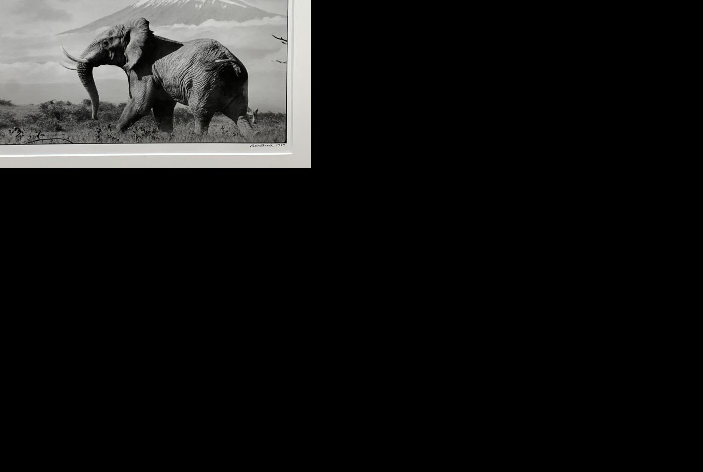 New Gilley exhibit celebrates, eulogizes African elephants | Arts ...