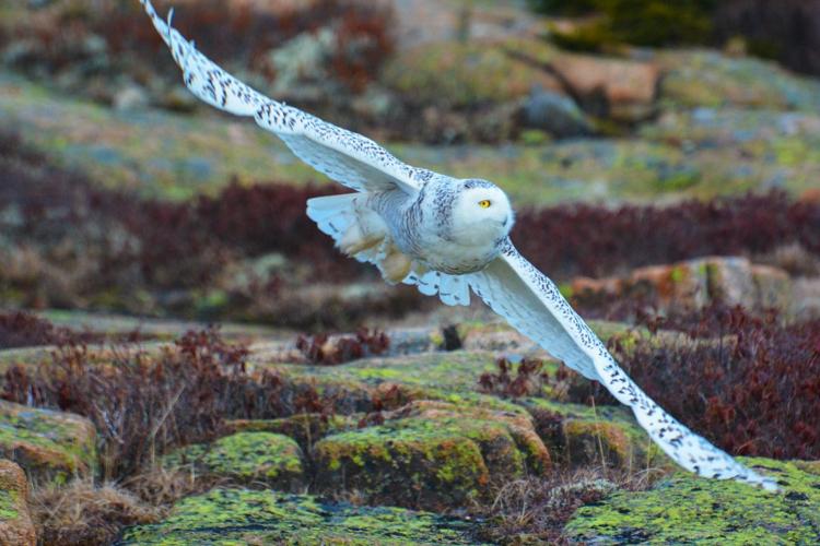 Nature: Now is the time for fall bird watching | Columnists | mdislander.com