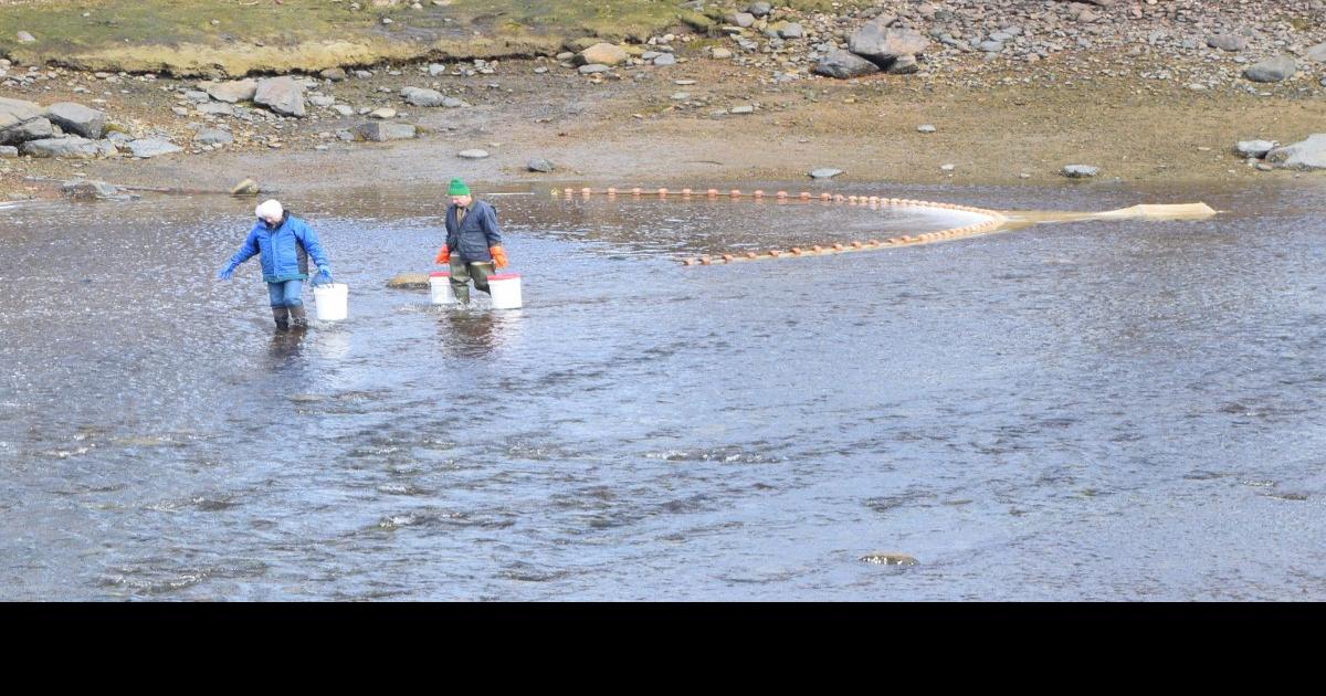 Lucrative elver fishery could expand | News | mdislander.com