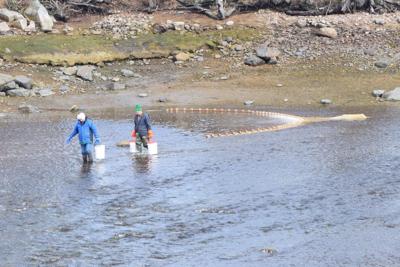 Lucrative elver fishery could expand | News | mdislander.com