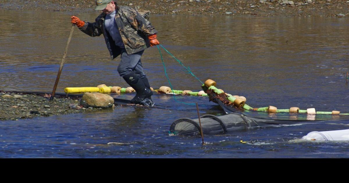 Elver season comes to an end | Maritime | mdislander.com