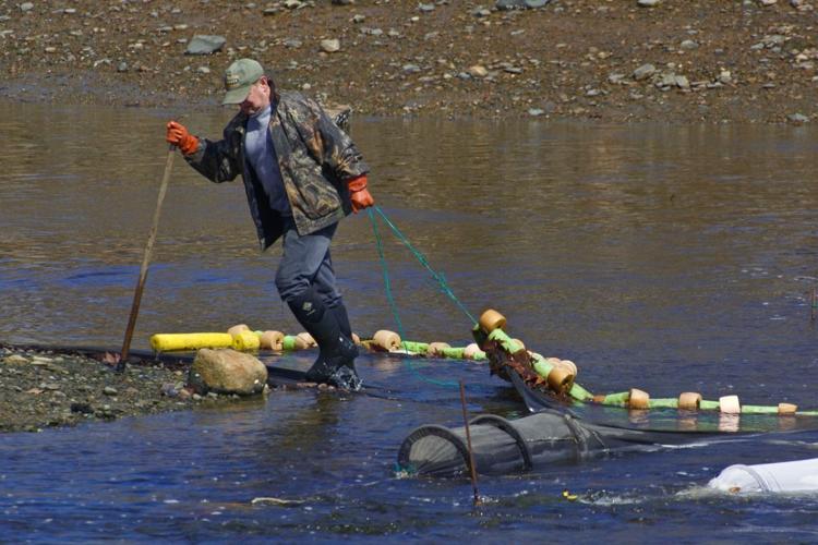 Elver season comes to an end | Maritime | mdislander.com