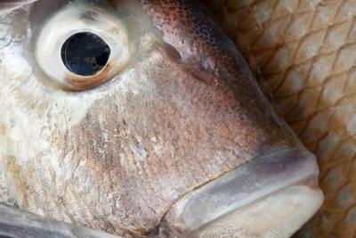 Maritime Shorts | News | mdislander.com