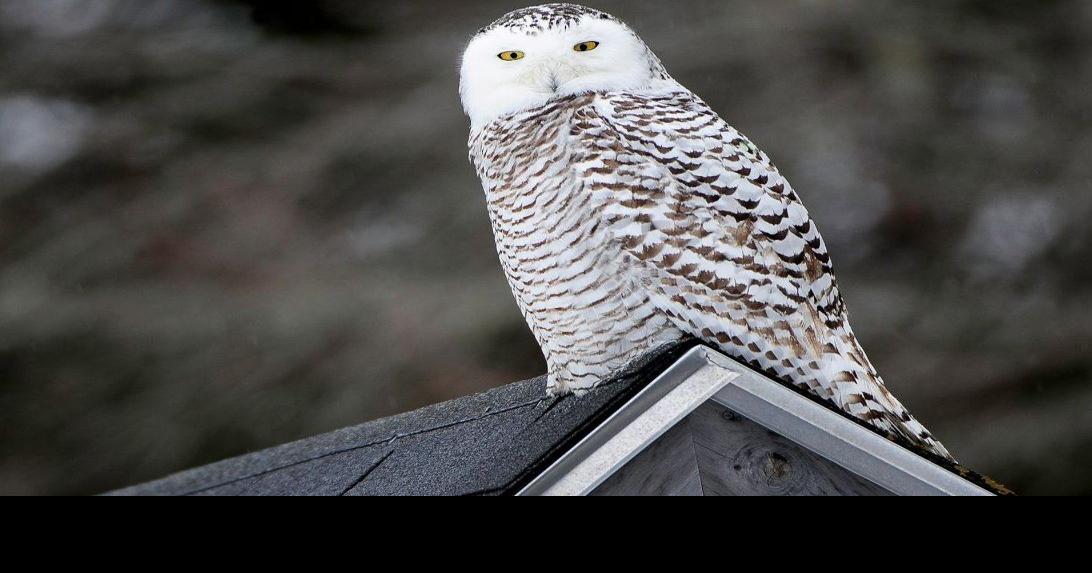 The wisdom of Ookpik: A Christmas story to read to your children ...