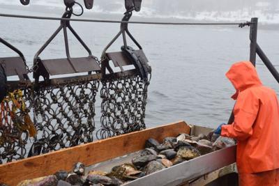 New rules for scallop fishery take effect April 1 | News | mdislander.com