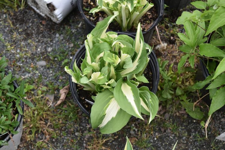 Unexpected visitors damage Seawall garden center | Environment ...