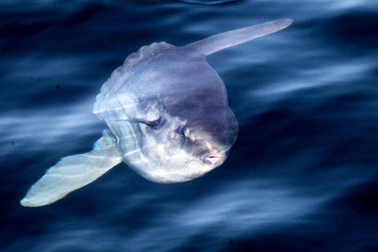 Mola mola prevalence linked to warmer water | News | mdislander.com