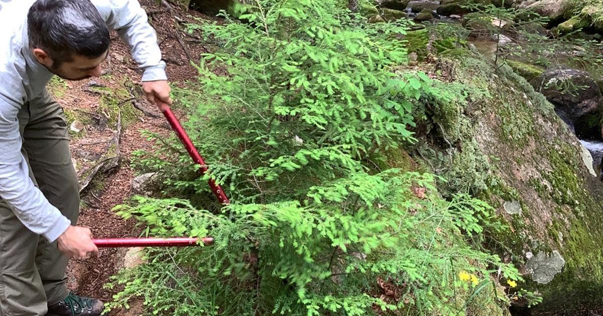 Hemlock insects are now in Acadia | News | mdislander.com
