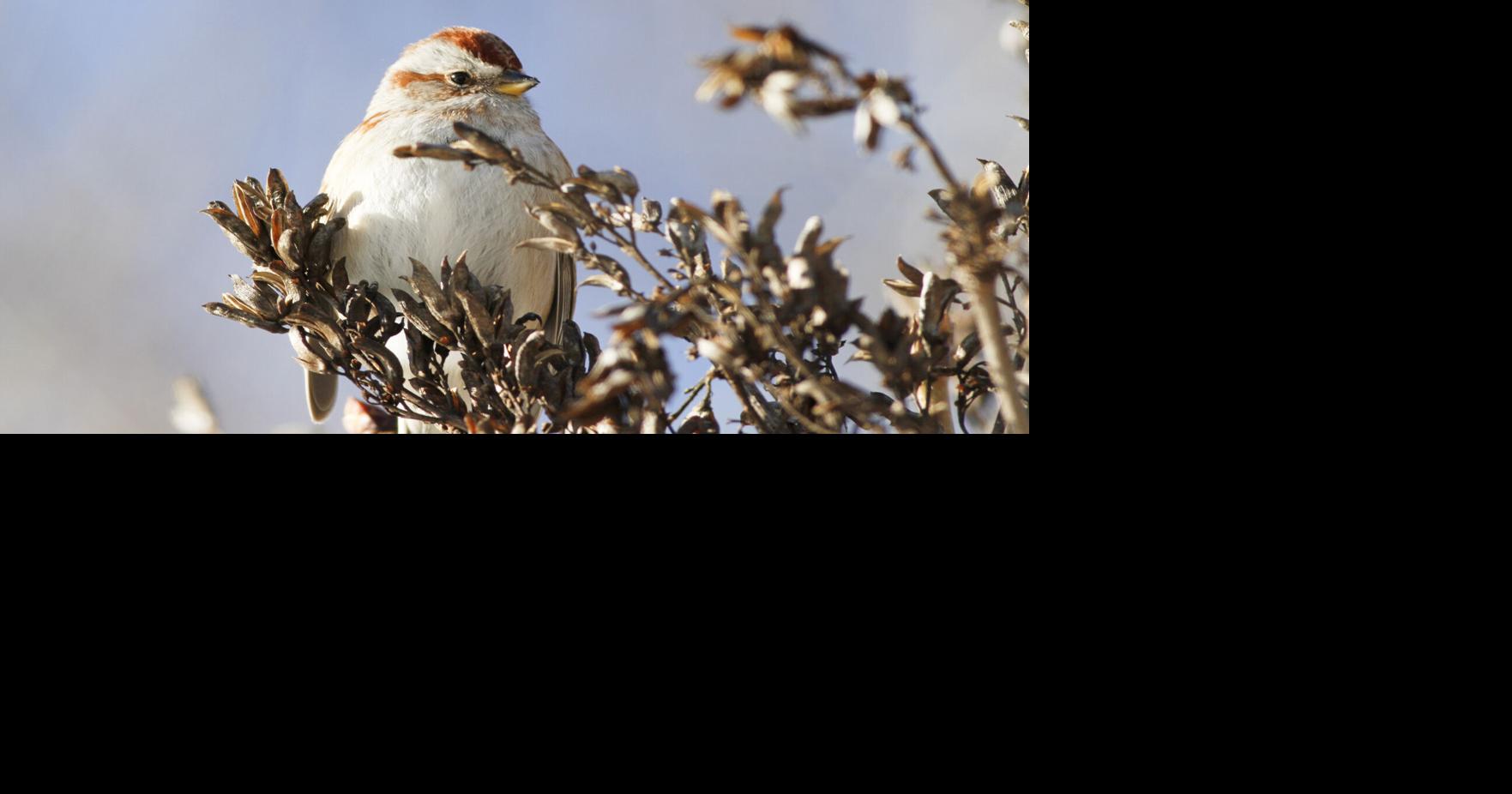 Acadia’s winter bird populations have declined by nearly half | News ...