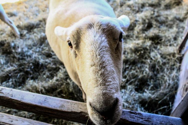 Experiential workshop explores care of sheep during lambing season ...