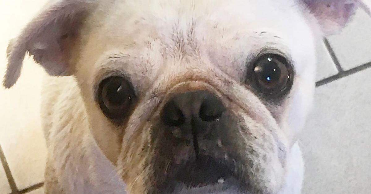 Runaway pug returns home after three-week adventure | News | mdislander.com