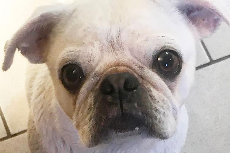 Runaway pug returns home after three-week adventure | News | mdislander.com
