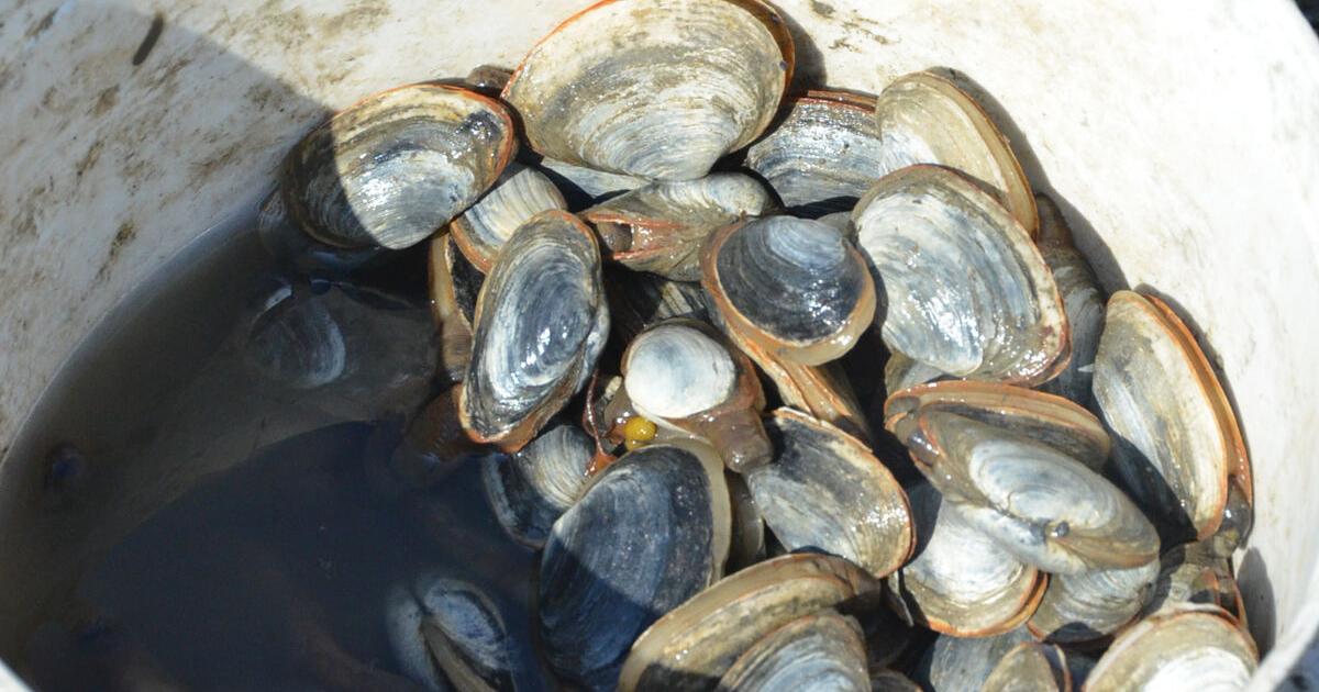 Shellfish harvesting closures announced | News | mdislander.com