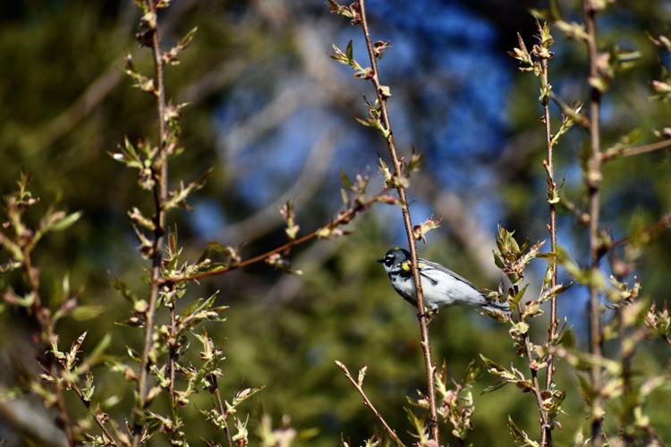 The joy of birding on MDI | Arts & Living | mdislander.com