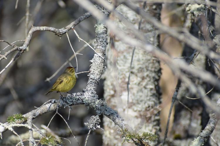 The joy of birding on MDI | Arts & Living | mdislander.com