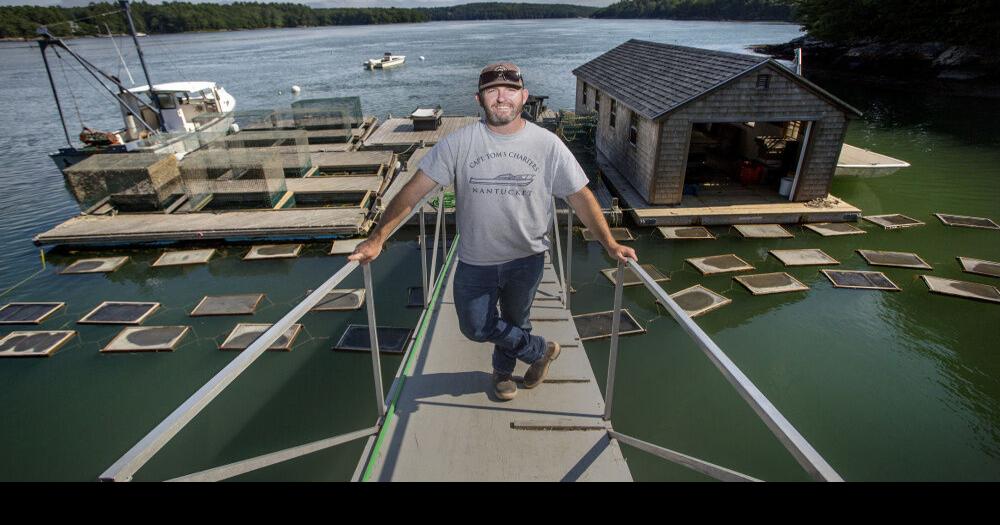 Scallop farming’s future looks bright | News | mdislander.com