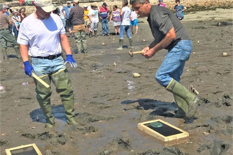 Prospect Harbor shellfish closure expected | News | mdislander.com