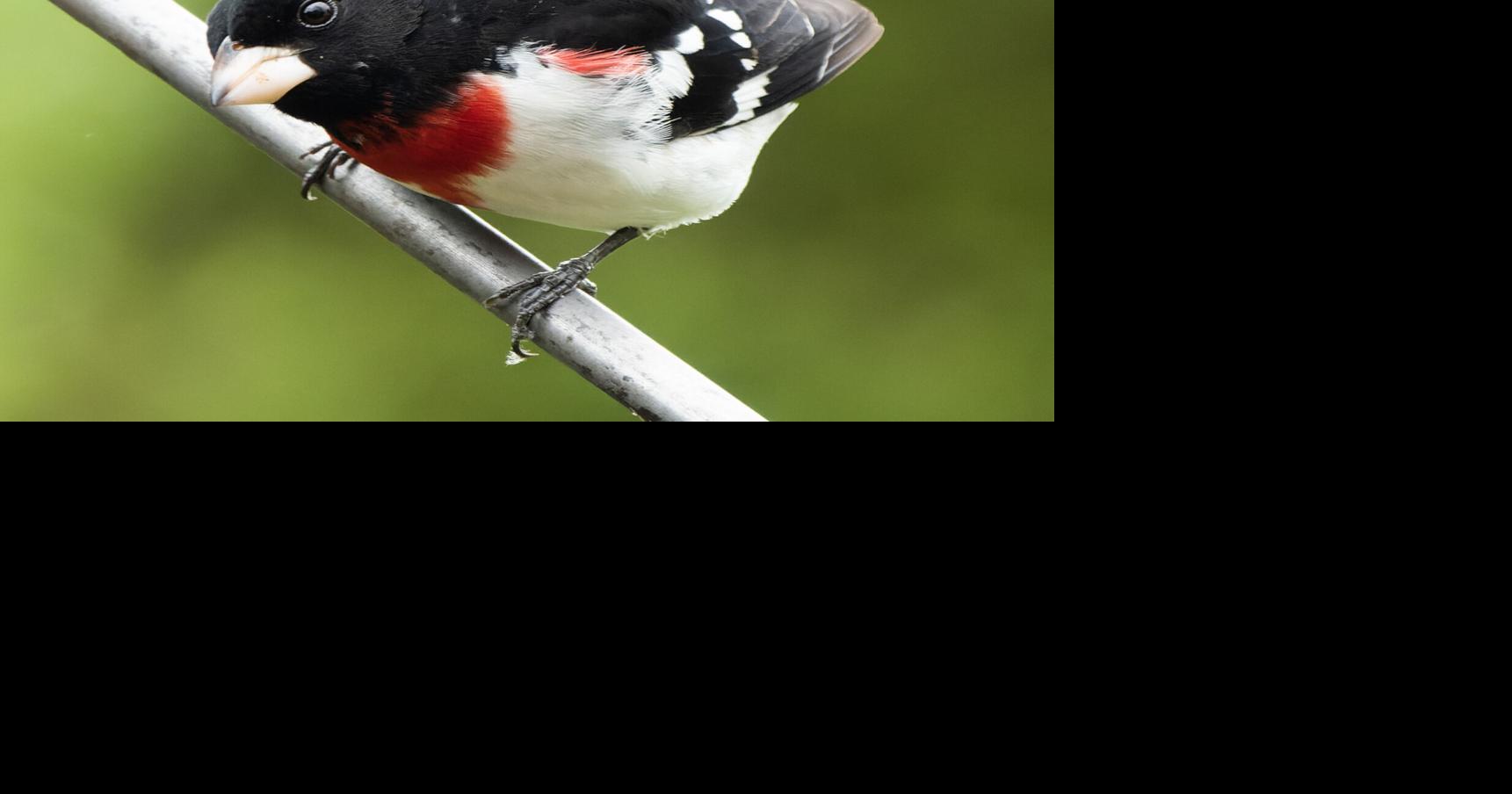 Tropical bird gets stuck in Maine for winter | Nature | mdislander.com